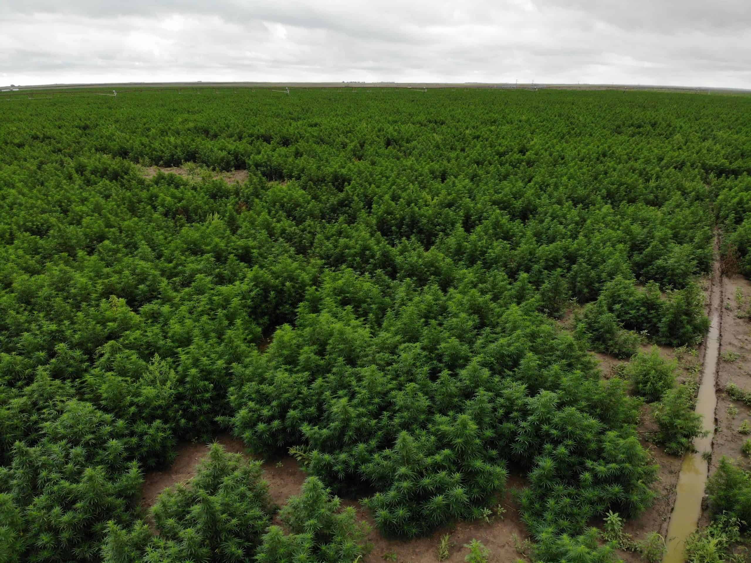 Hemp CBD Farming Gallery - Hemp Depot