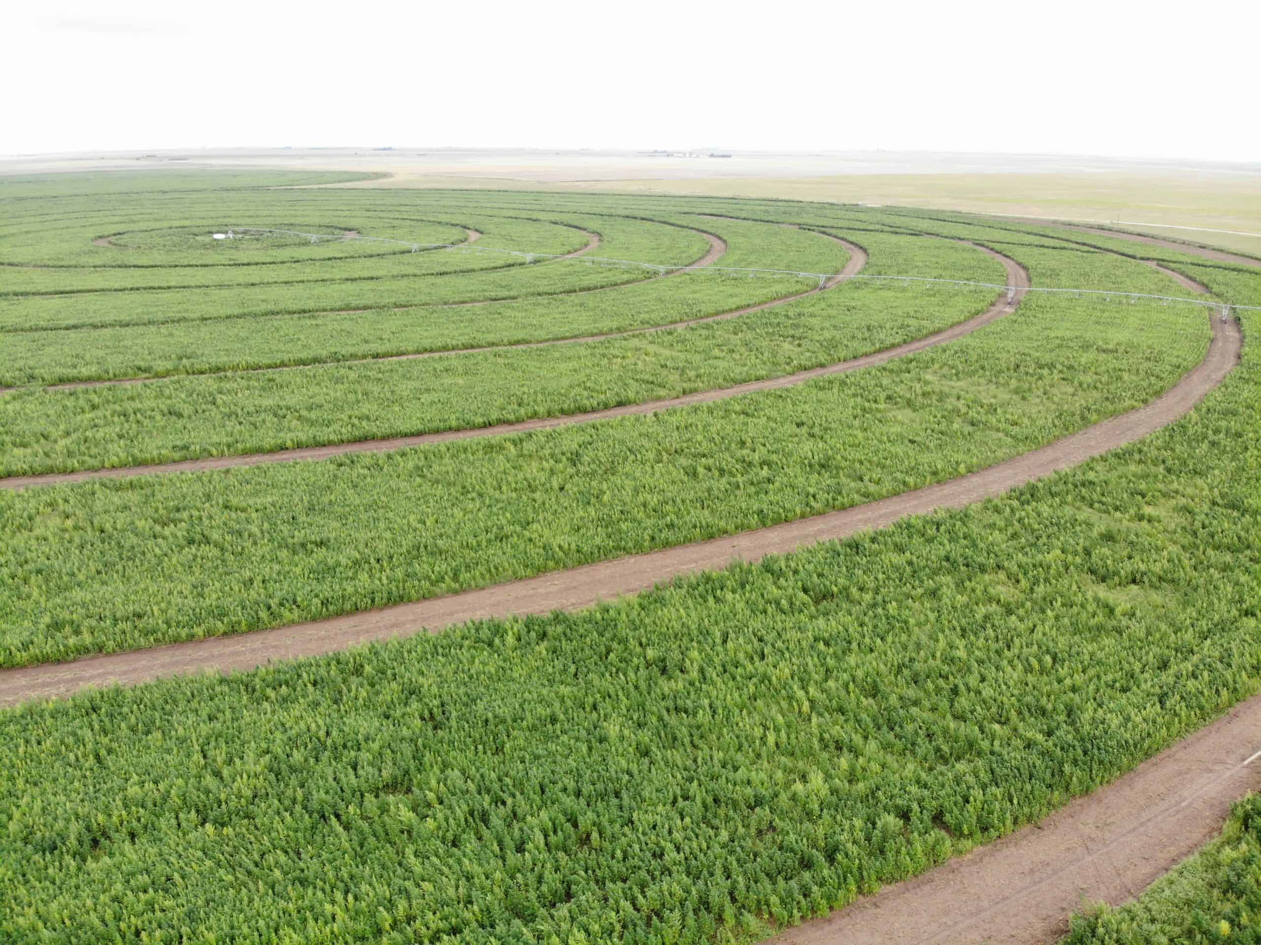 Hemp CBD Farming Gallery - Hemp Depot